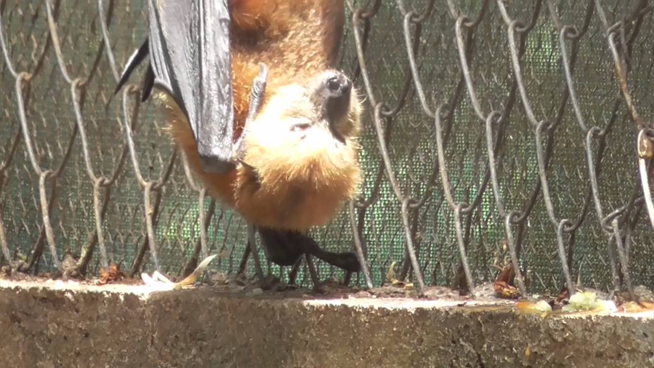Flughund, Bat.... in Mauritius - YouTube