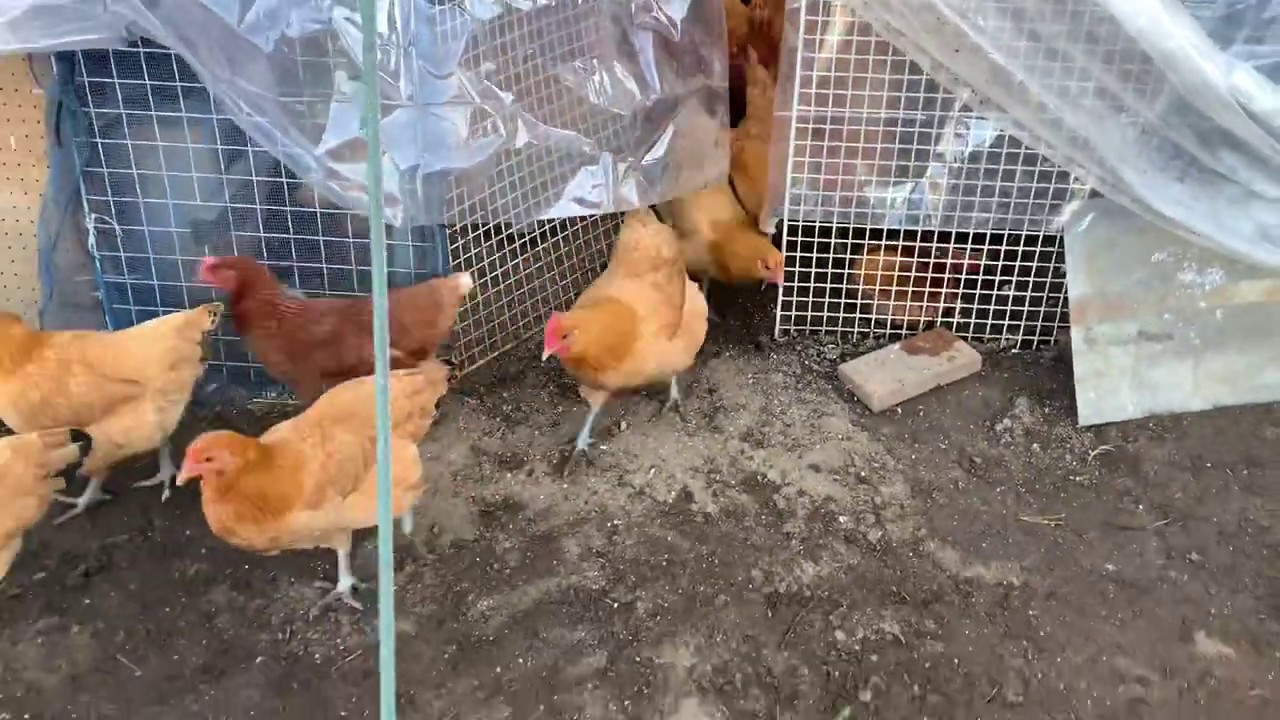 ピヨチャンネル 2018年12月19日 chickens channel - YouTube