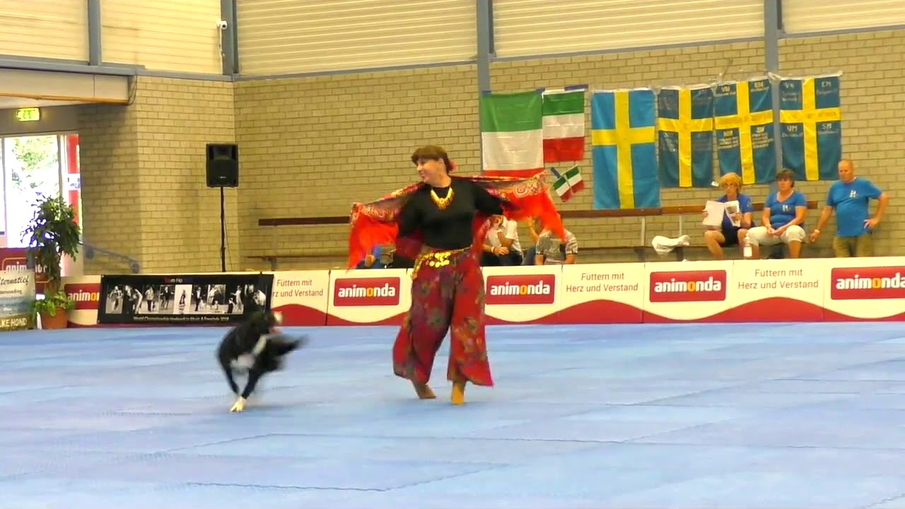 2018년 개 댄스대회 우승한 보더 콜리 (2018 World champion Dog dancing) - YouTube
