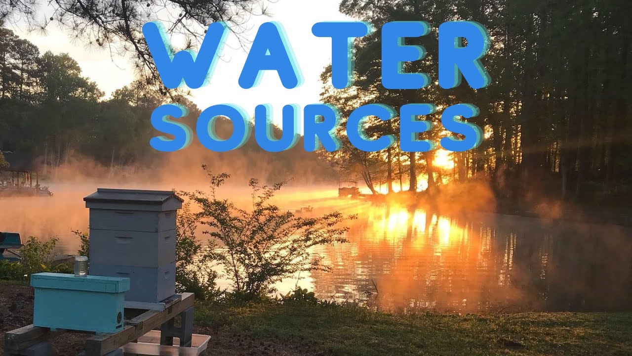 What is the Favorite Water Sources For Honey Bees? - Ask Ray - YouTube