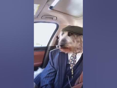 я тут босс - YouTube