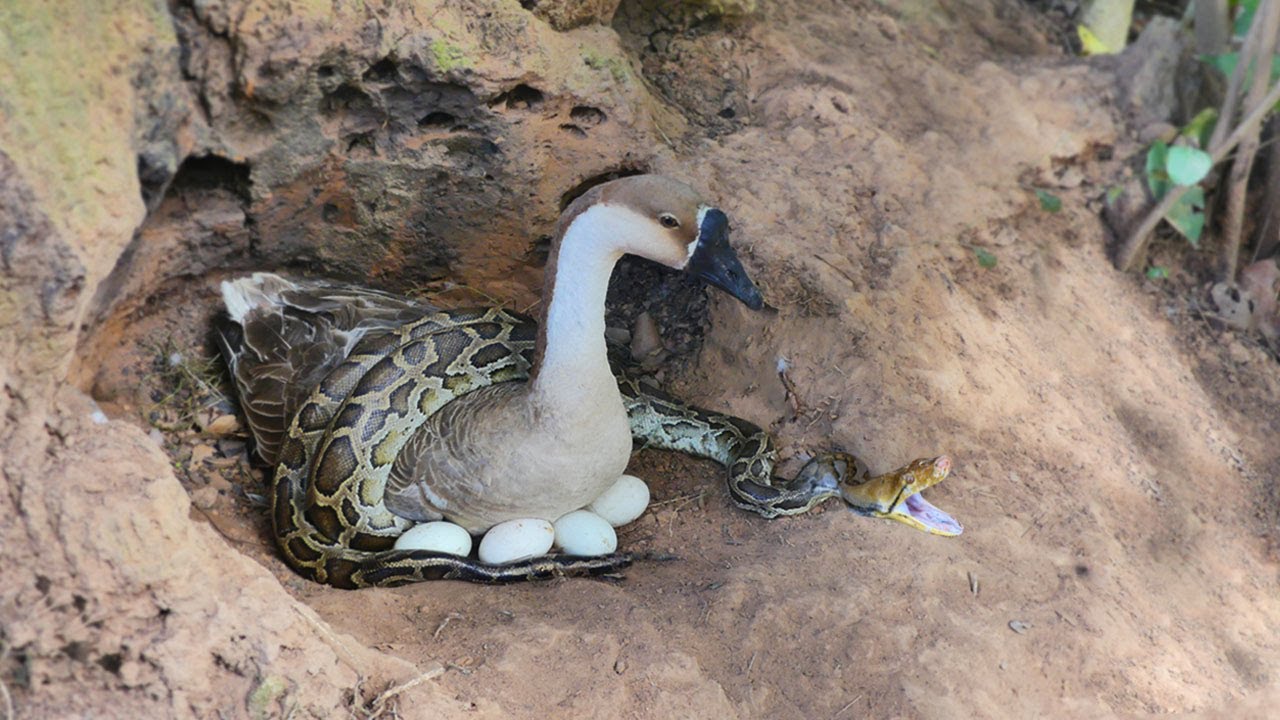 Goose From Python Attack - Python Vs Goose Nest!#PythonvsDuck# ...