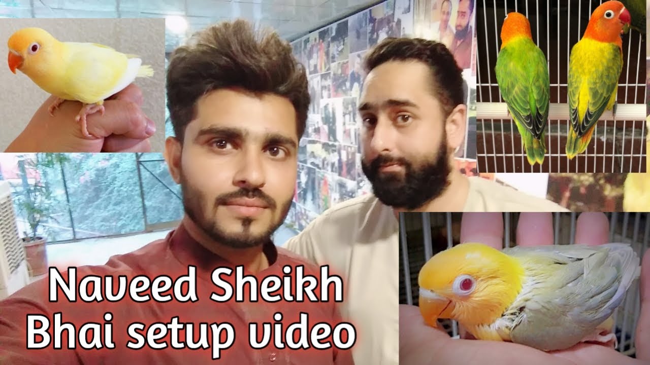 Naveed Sheikh birds Setup | lovebirds | - YouTube