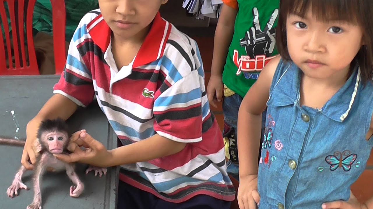 Kids Playing With Baby Monkey In Cambodia - YouTube