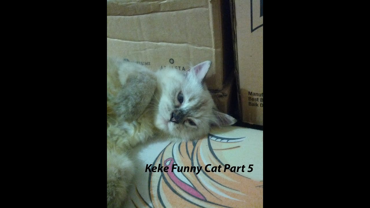keke funny cat part4 - YouTube