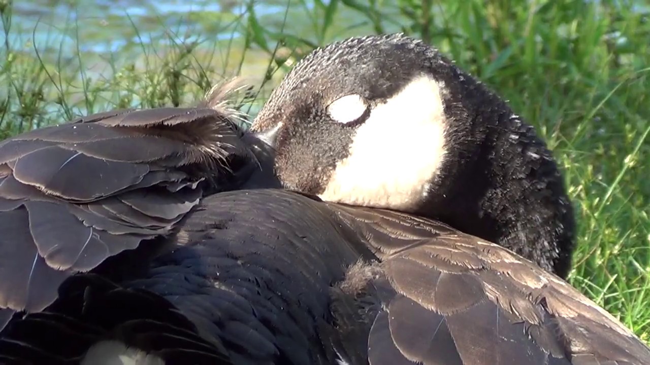 Canada Goose Close-Up 1 HQ HD - YouTube