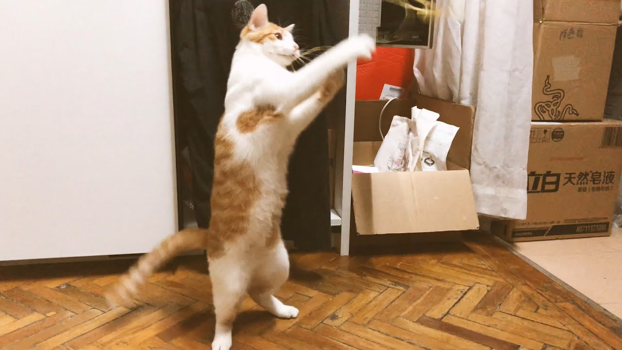 Meow Meow Punch Training - Meow Chun - YouTube