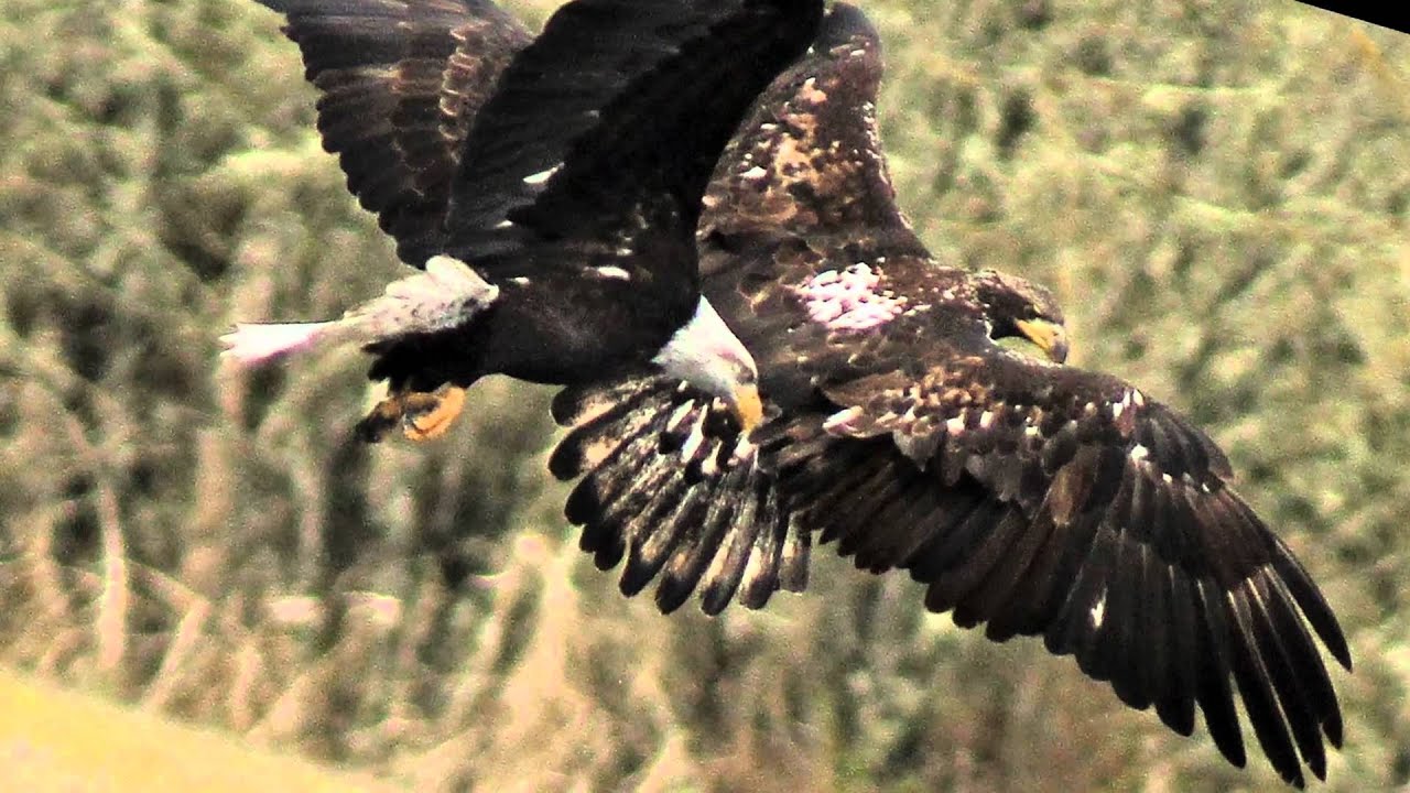 Bald Eagles Hunt as a Pack- Finley Refuge, Corvallis, Oregon - YouTube