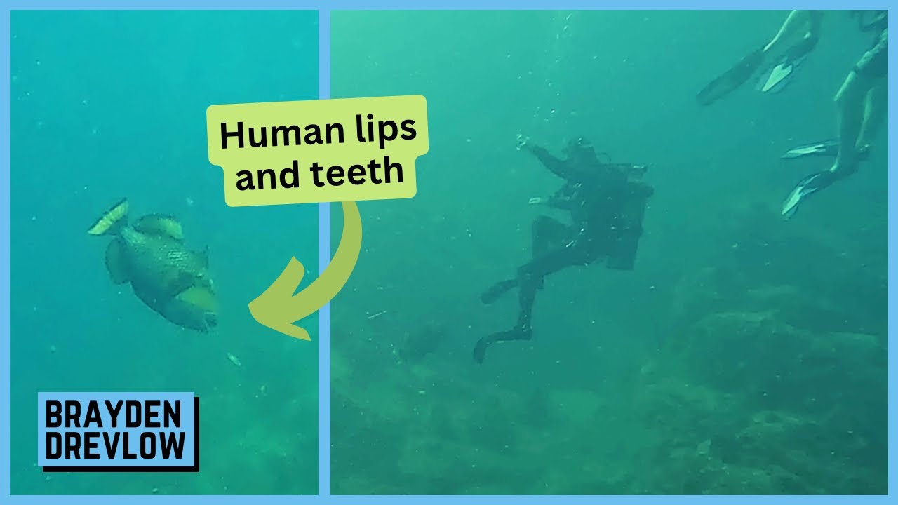 Scuba Diver ATTACKED by Titan Triggerfish - YouTube