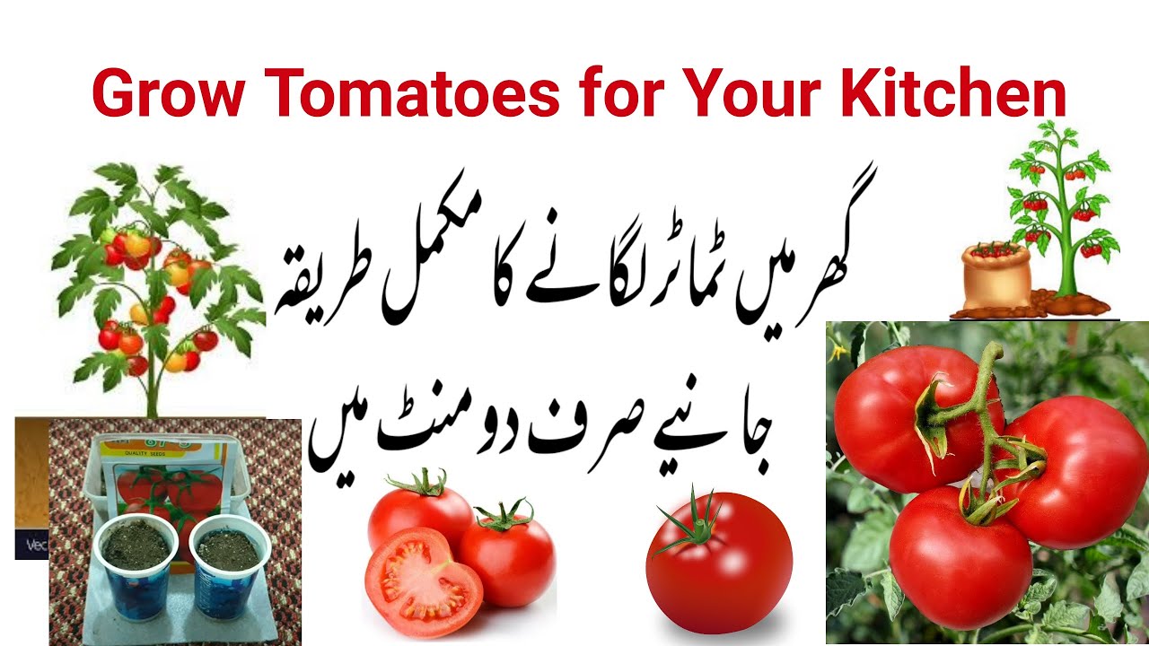 Complete Guide For Growing Tomatoes At Home Urdu Hindi YouTube complete-guide-for-growing-tomatoes-at-home-urdu-hindi-youtube