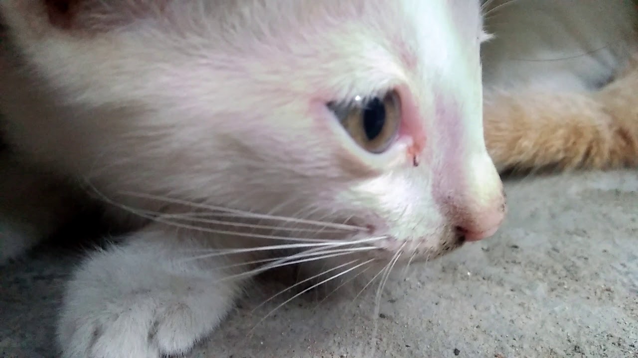 little cute tiny cat!! (eye,playing) - YouTube