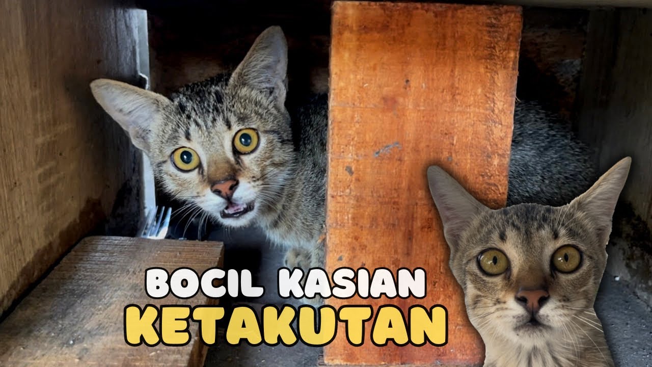 KASIAN KUCING KECIL INI KETAKUTAN DI SAMPERIN KUCING LAIN | MEONG ...