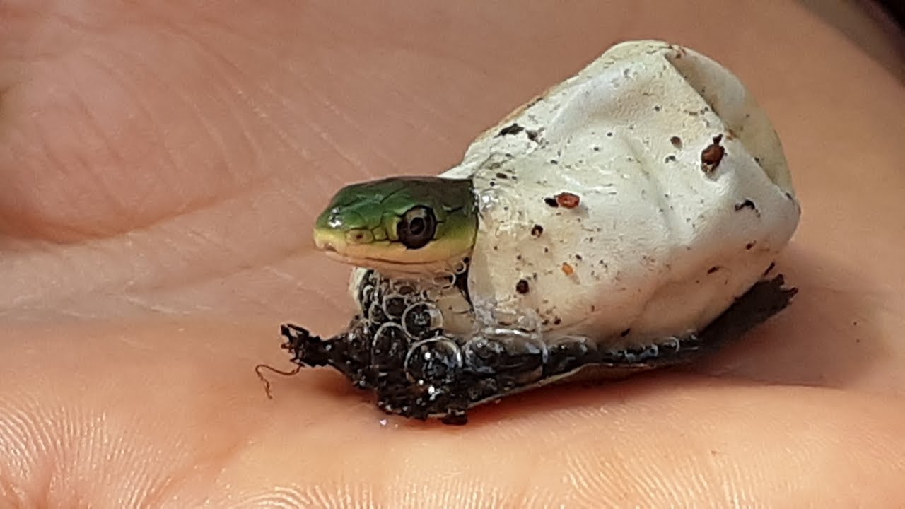 KIDS HATCHING WILD SNAKES IN THEIR BARE HANDS - YouTube