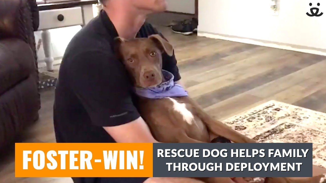 Foster-Win! See this rescue dog's reaction when her dad comes home from ...