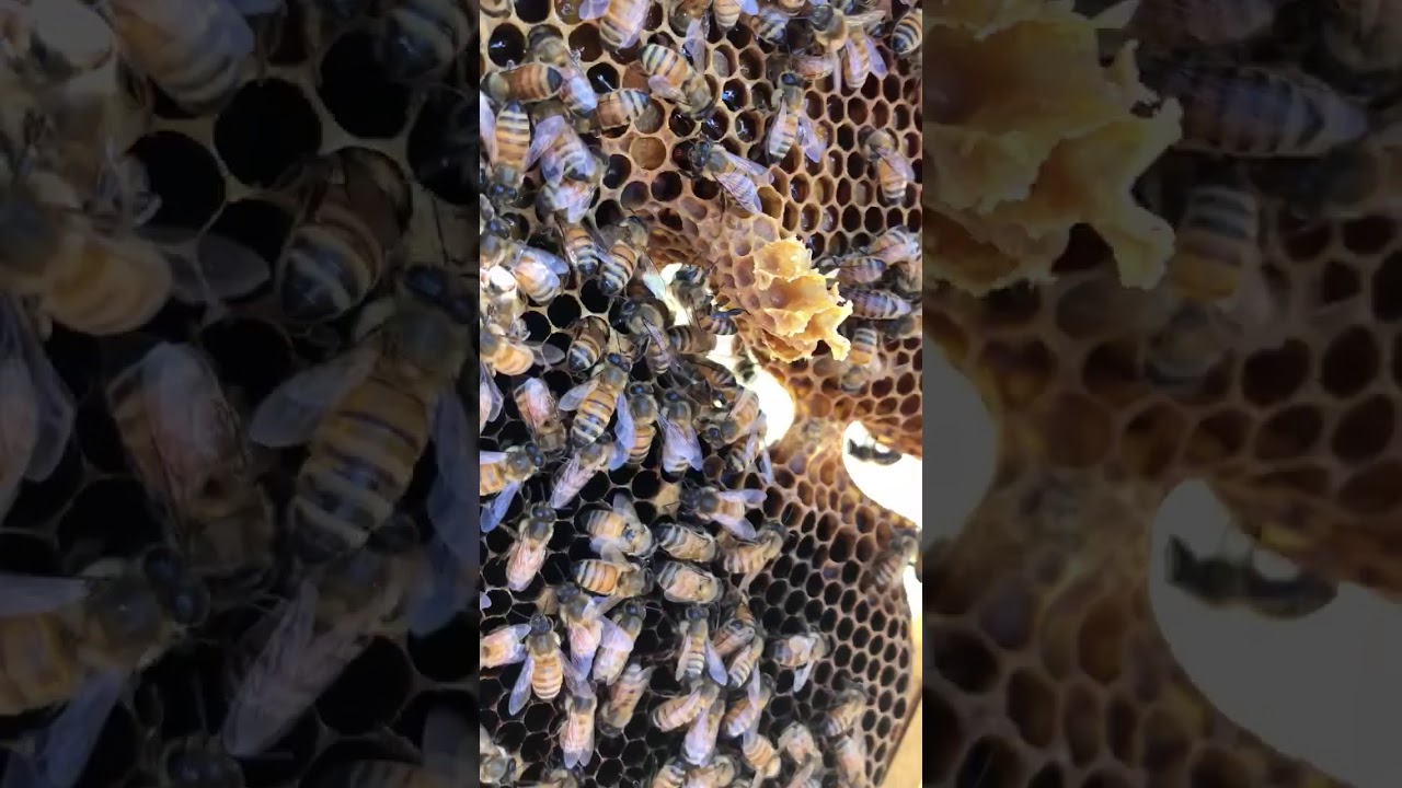 New queen bee hatched - YouTube