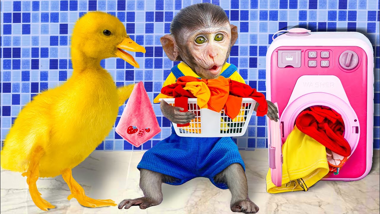 Baby Monkey Chu Chu Try To Get BlackPink Ice Cream And Bathing With ...