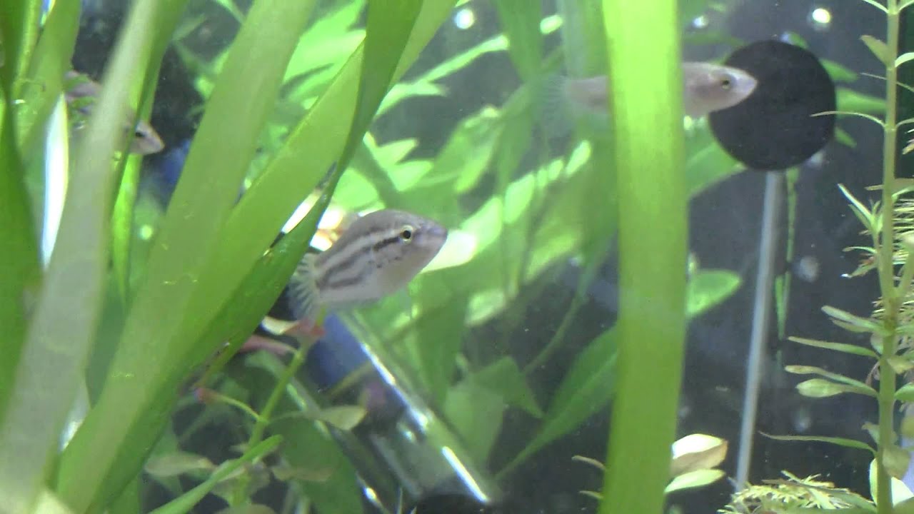 Jeunes Betta edithae avant le départ - YouTube