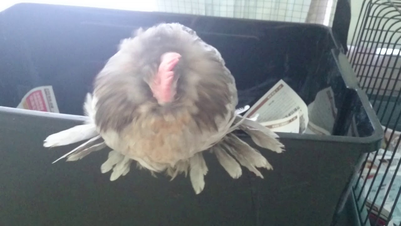 My Indoor Pet Chicken - YouTube