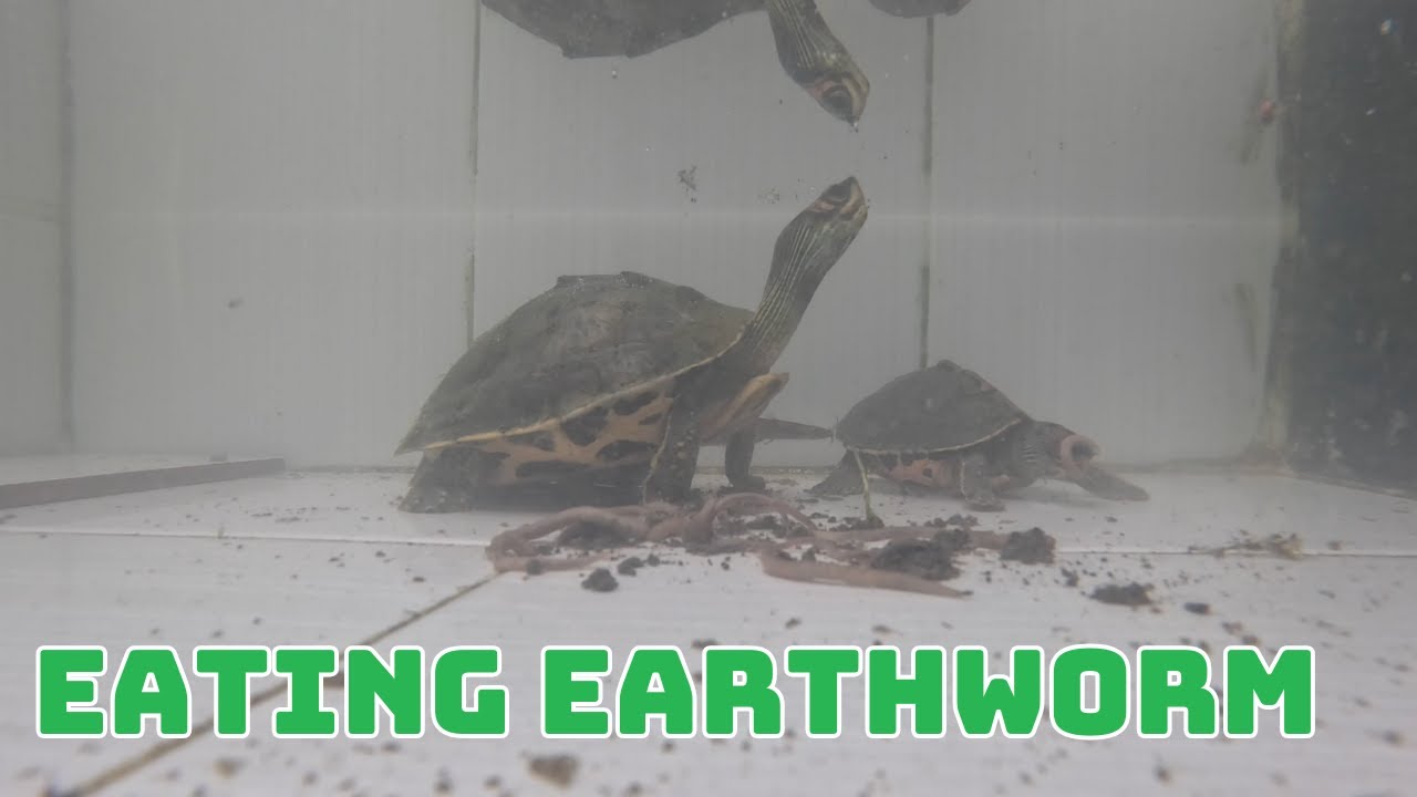 Tortoise Eating Earthworm in Aquarium (GoPro Underwater Wildlife Video ...