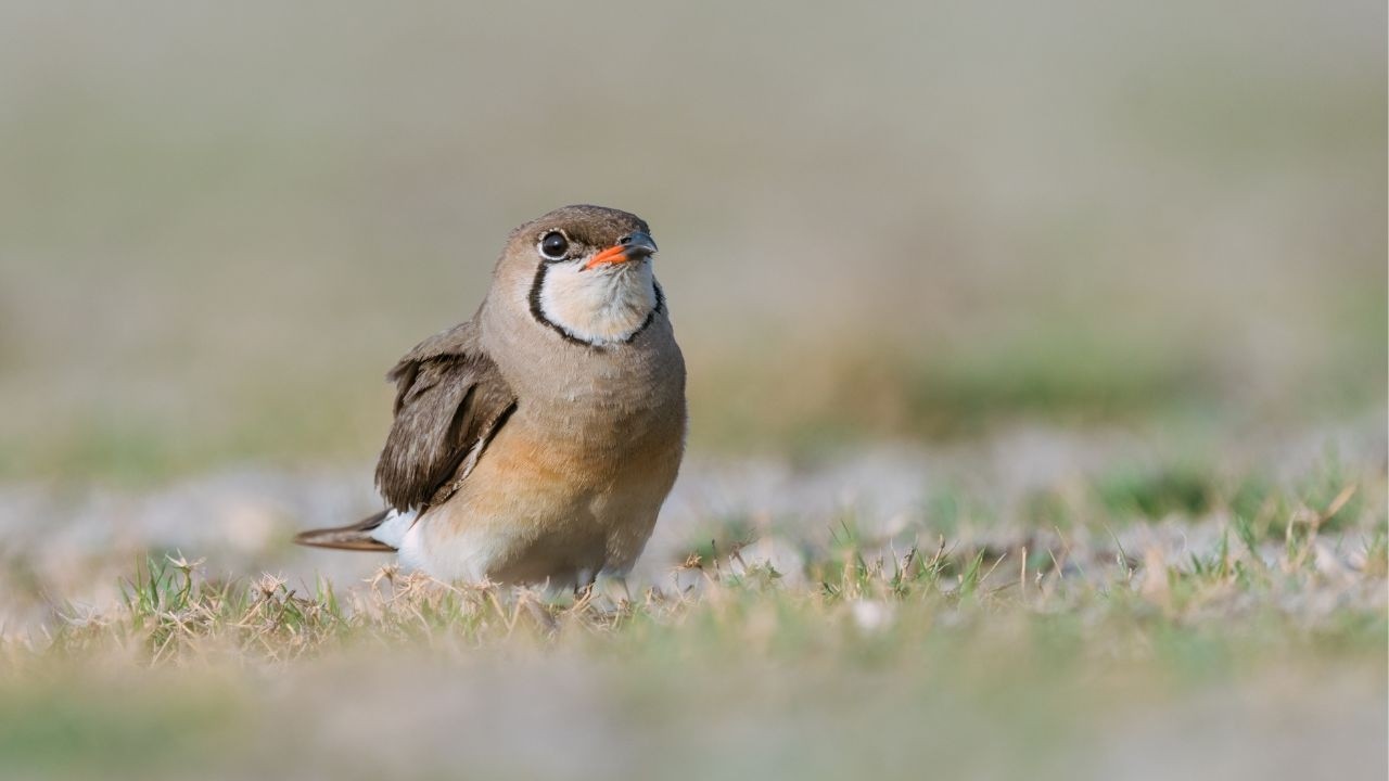 BIRD PHOTOGRAPHY Tutorial - Photographing birds at ground level - YouTube
