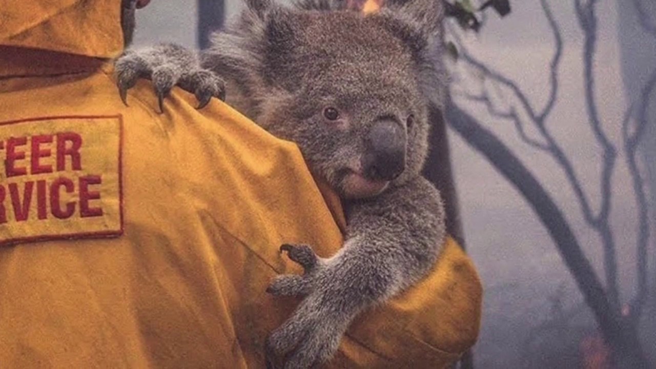 Burnt Koalas - William Nguyen - YouTube