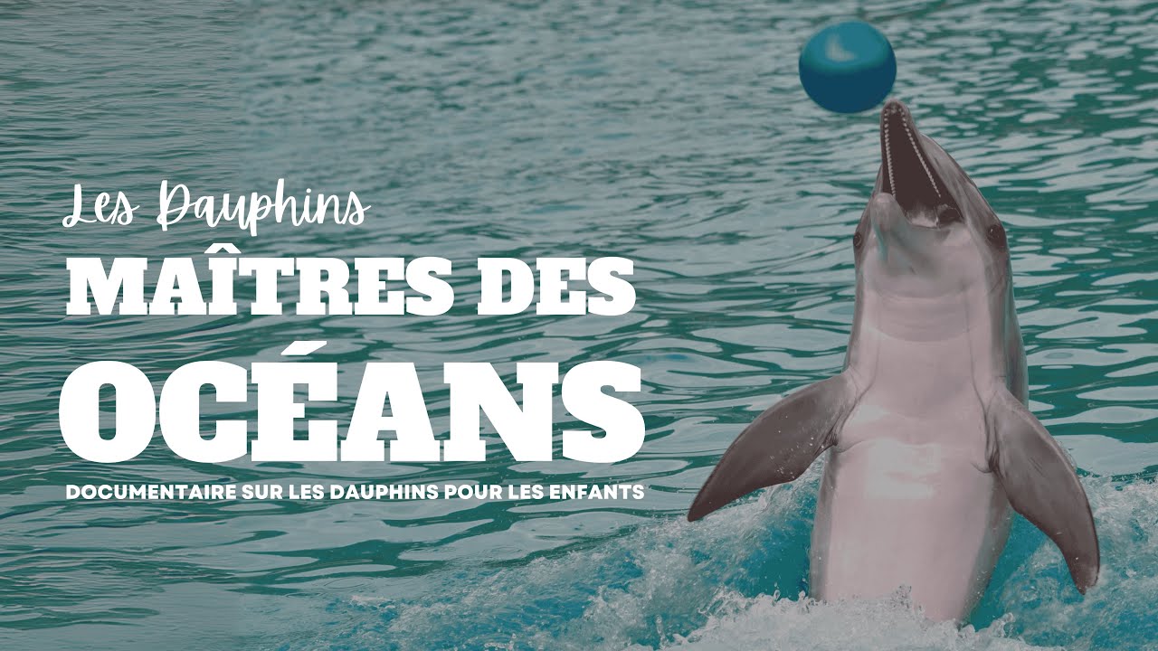 Documentaire Animalier : Découvre Tout sur les Dauphins ! - YouTube