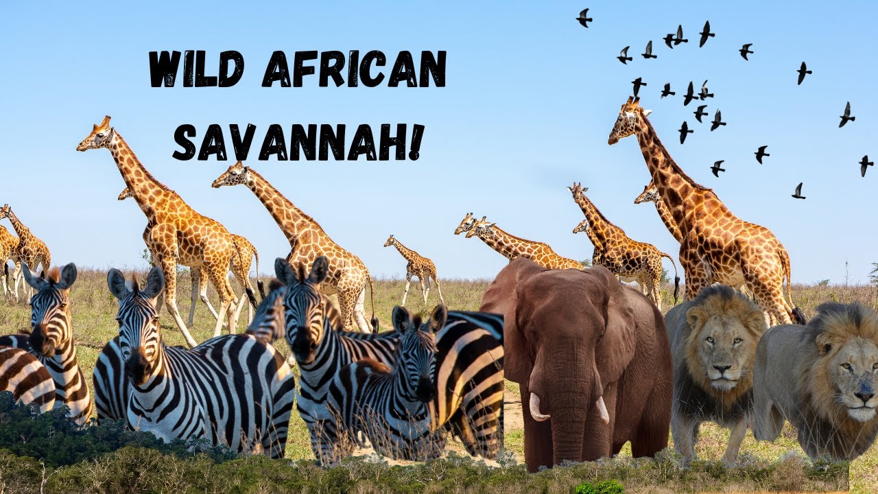 AFRICAN SAVANNAH WILDLIFE | Scenic Wildlife Film with Calming Sounds ...