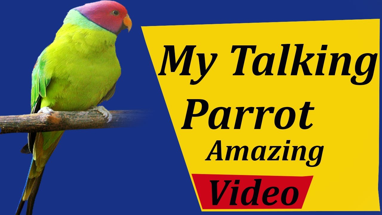 My talking parrot first talks at home - YouTube
