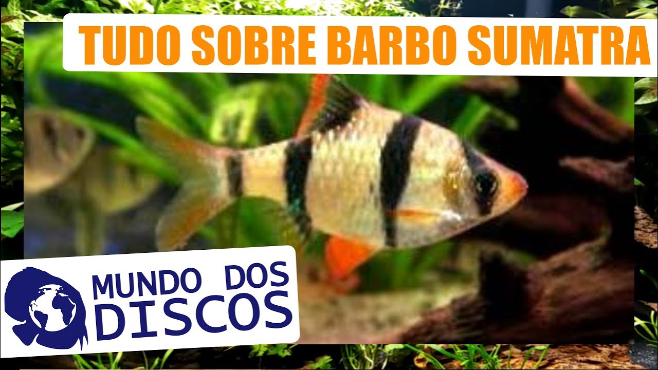 APRENDA TUDO SOBRE BARBO SUMATRA! PH, ALIMENTAÇÃO, REPRODUÇÃO, COMO ...