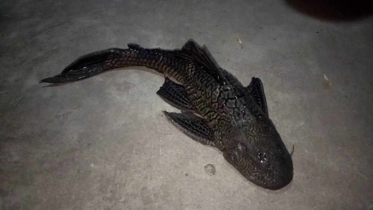 Fish crossing the road? - YouTube