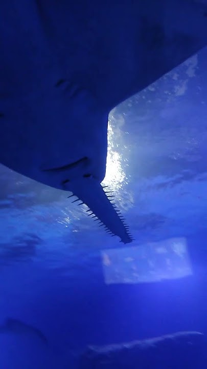 Largetooth Sawfish (Pristis pristis) - YouTube