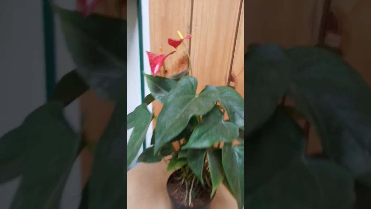 Anthurium plant beautiful plant in indoor and semi shade loving plant ...