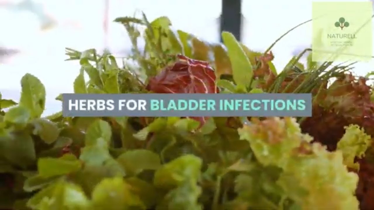 Best Herbs For Bladder Infections Easy Made At Home Youtube