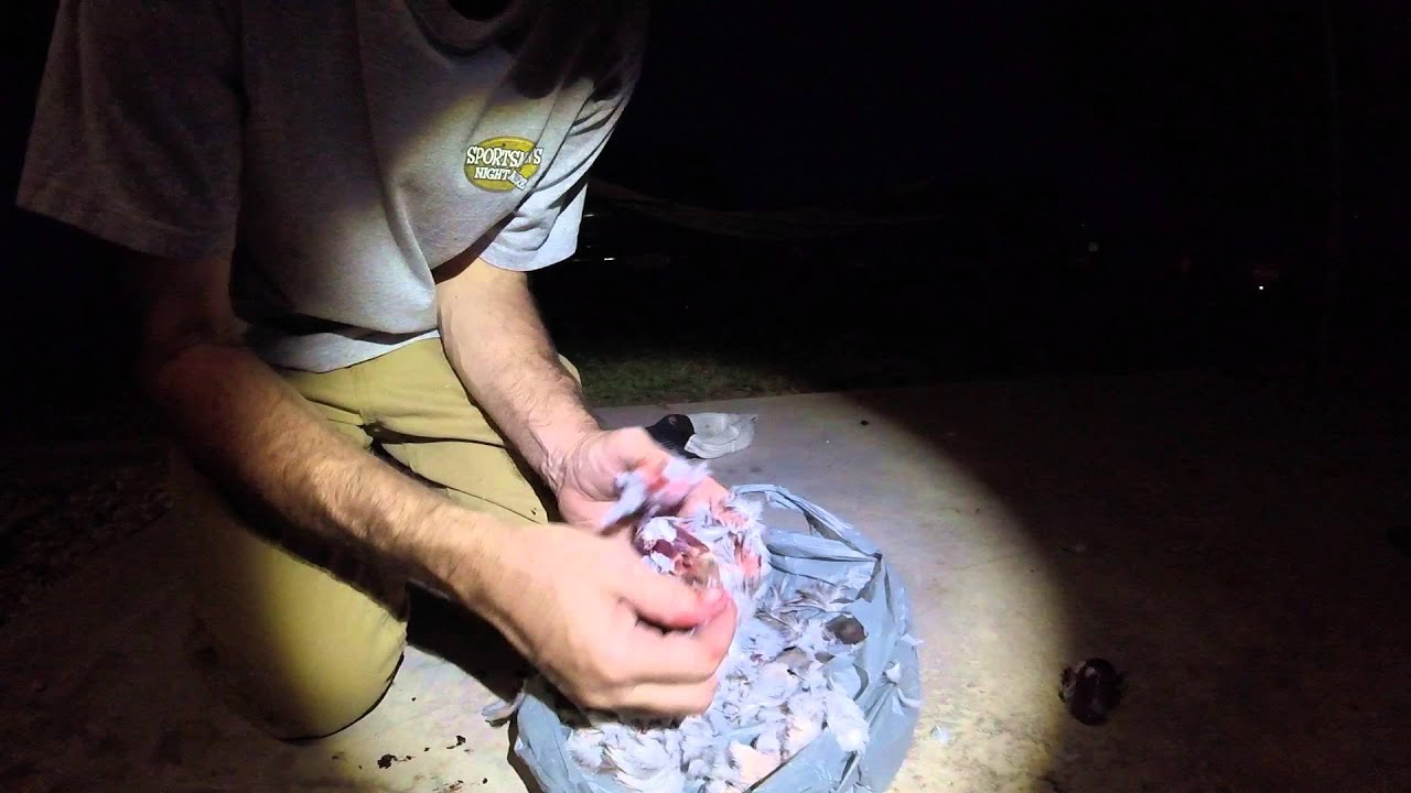 How to clean a Dove(game bird) - YouTube
