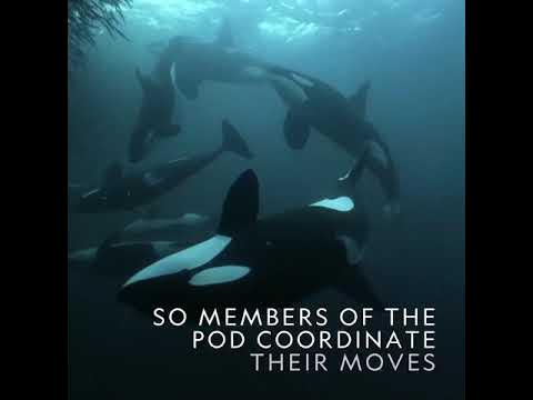 Hostile Planet - Oceans - Battle Tactics - Orca Whales - YouTube