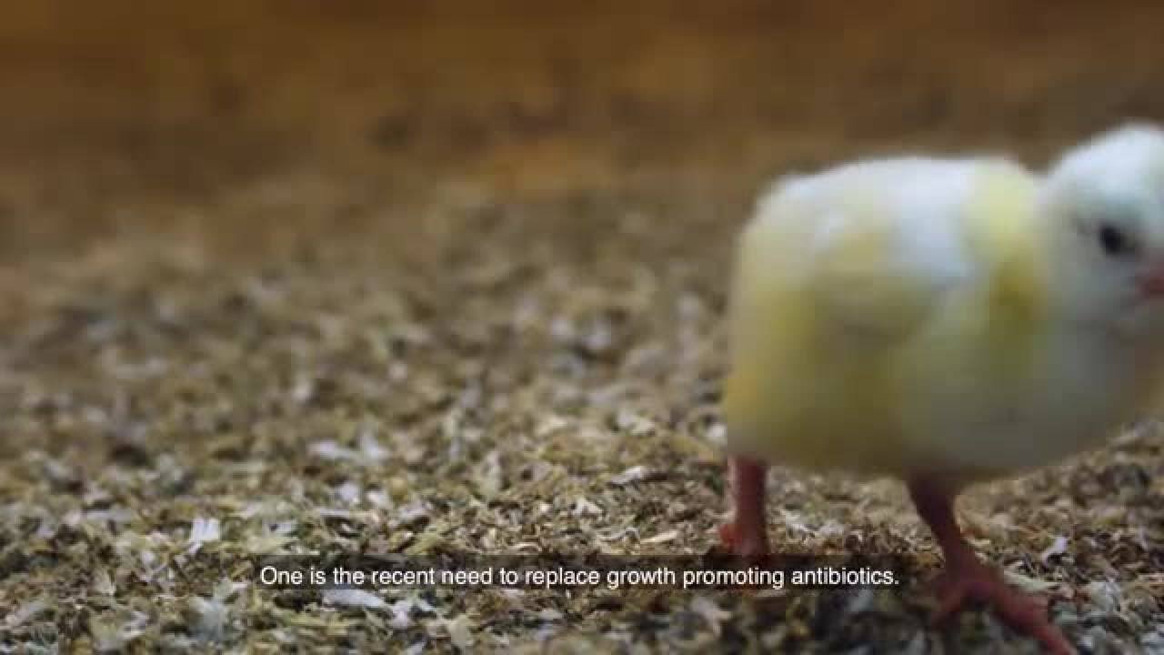 GalliPro® Fit – The benefits of innovation (English sub.) - YouTube