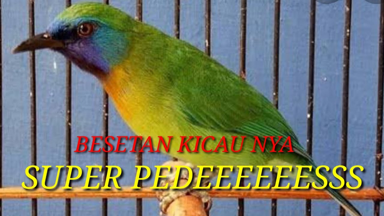 Masteran Cucak Kinoy Full isiian | Burung kinoy isian mewah | Suara ...