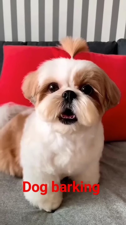 #dog #shihtzumania #puppy #shihtzu #cute #barkingpawz #pets #shitzusogs #doglover #barks@dogbark ...