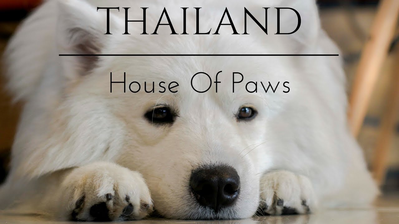 Bangkok House Of Paws - Exploring Thailand Dog Cafe - YouTube