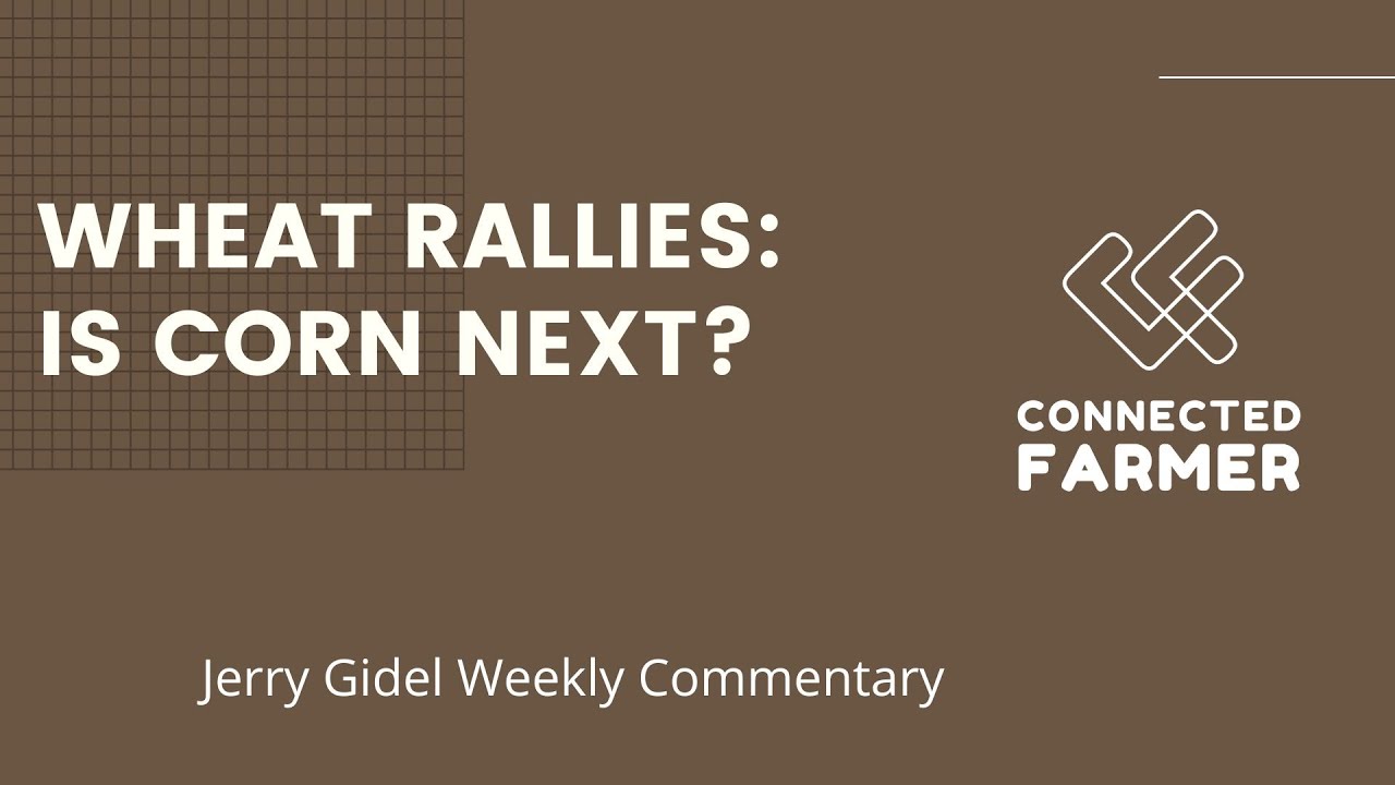 Wheat Rallies: Is Corn Next? - YouTube
