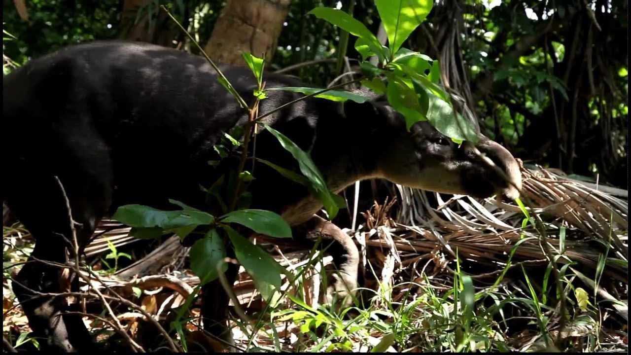 (Wild) Baird's Tapir in Sittee River, Belize - YouTube