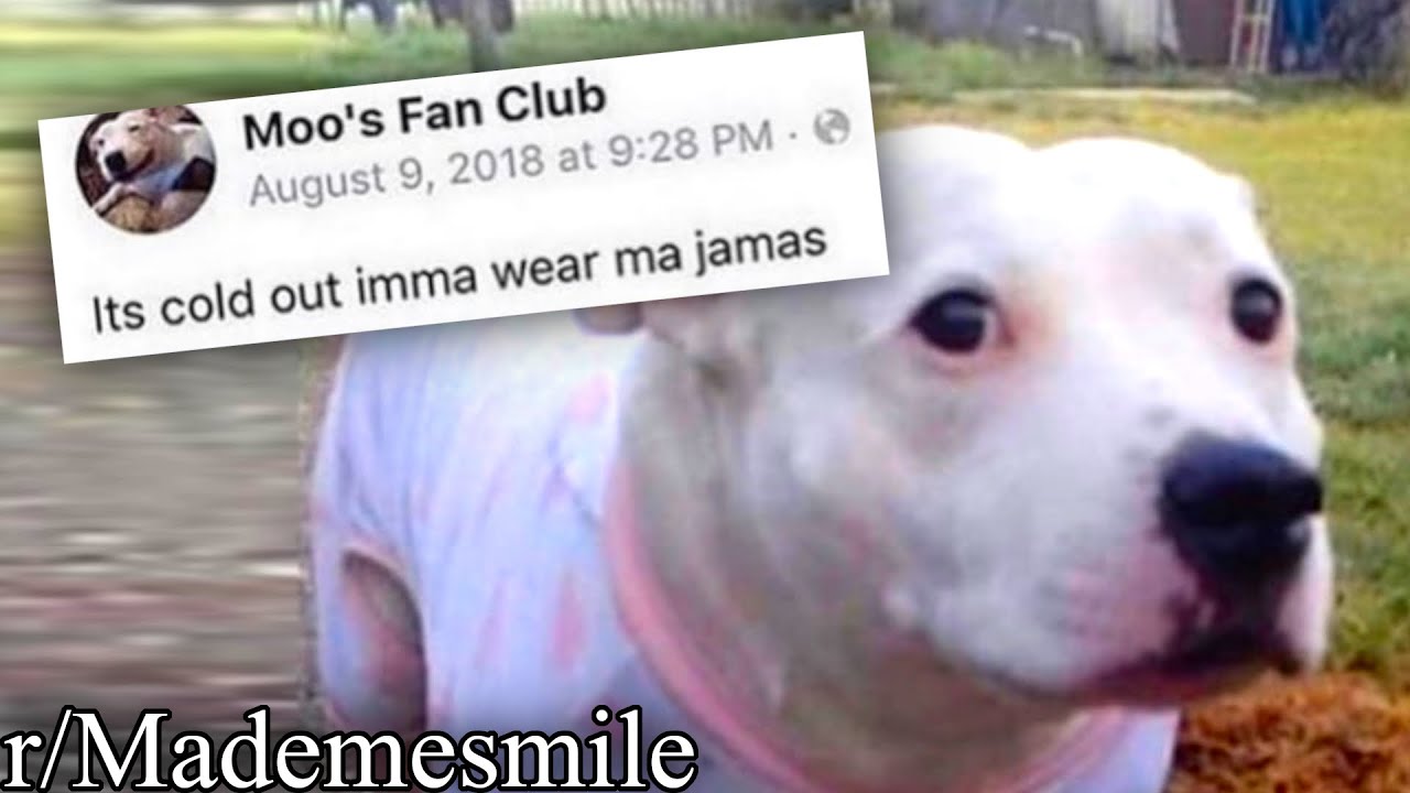 r/Mademesmile | DOG IN JAMAS - YouTube