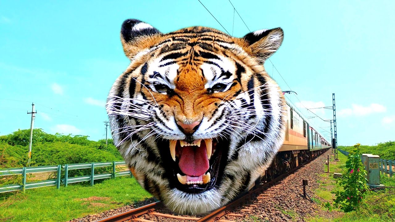 bengal tiger big cat funny train video - Giant Tiger vs Two Trains ...