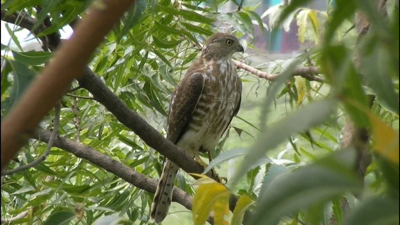 வல்லூறு | வைரி | Shikra | Falcon | Accipiter badius - YouTube