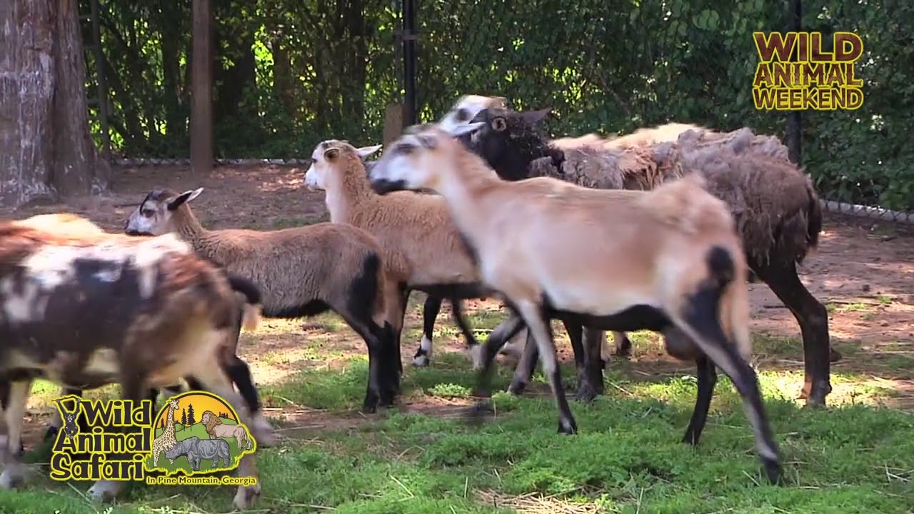 Wild Animal Weekend- Sheep 2018 - YouTube