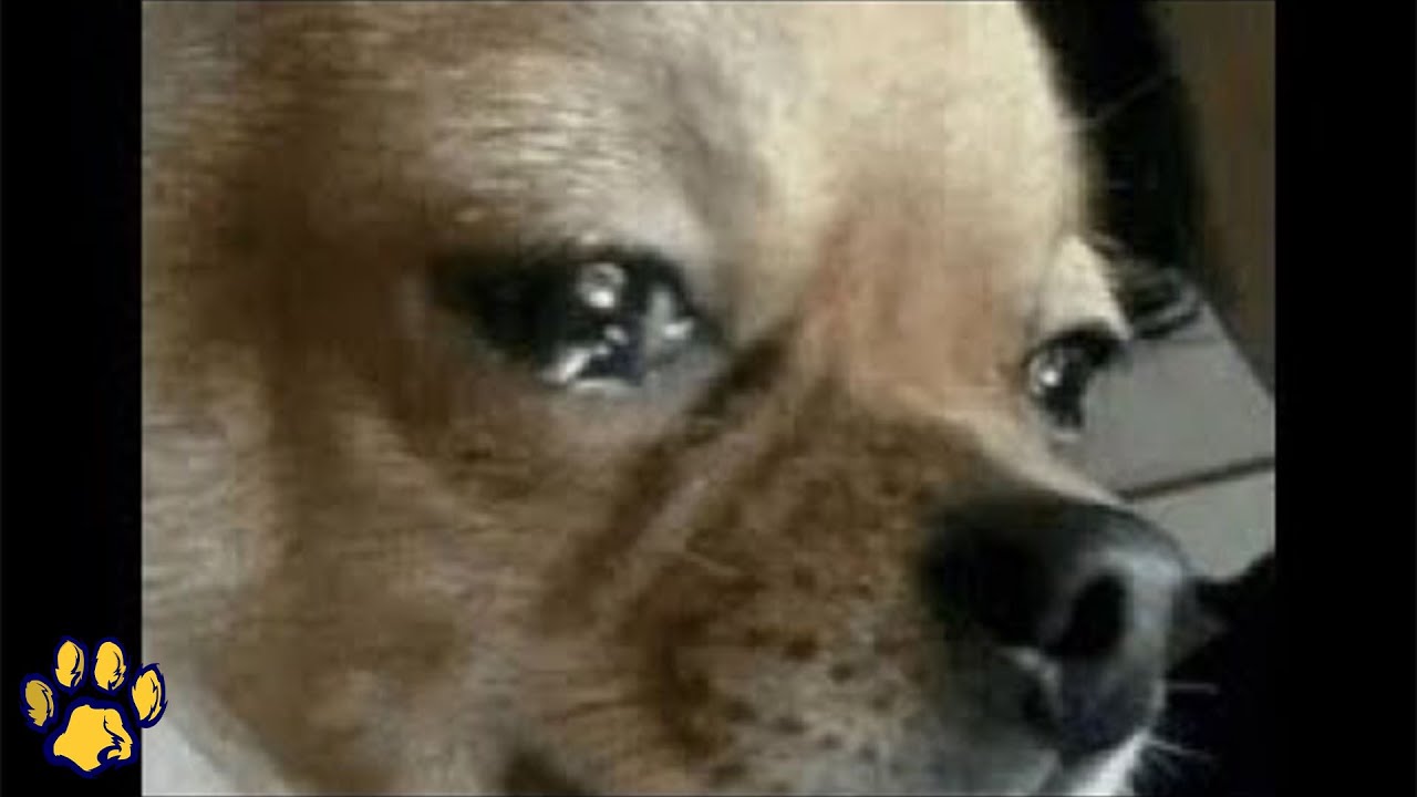 An Abandoned Dog Crying by the Roadside in the Freezing Cold Waiting ...