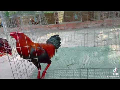 Facebook Phirun Heang - YouTube