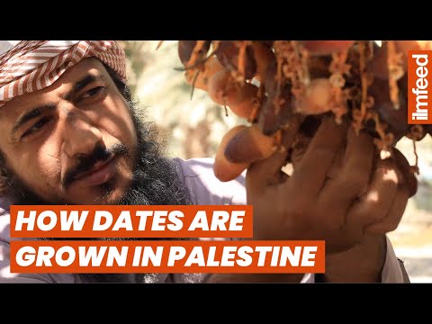This is How Dates Are Grown in Palestine
