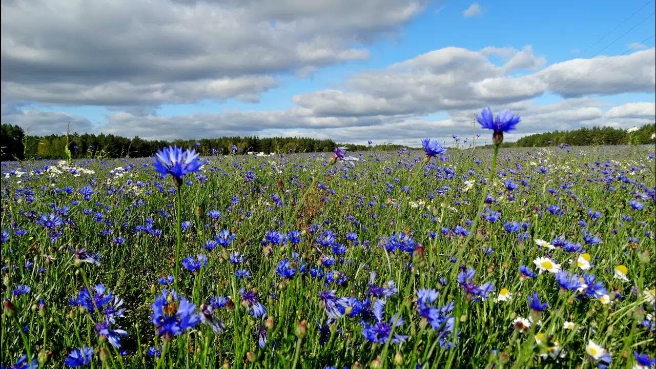 Красивое пение птиц на летнем лугу Расслабляющие звуки природы для сна Youtube