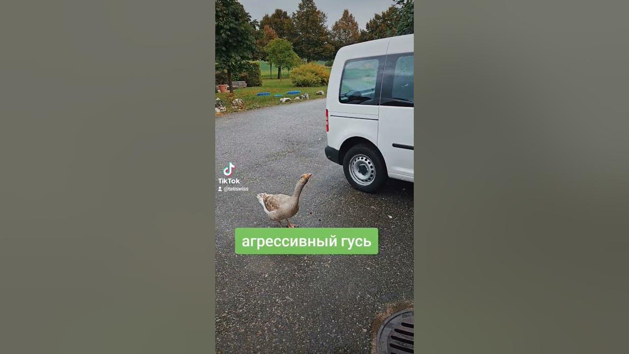 агрессивный гусь в Швейцарии #швейцария #одесситкавшвейцарии # ...